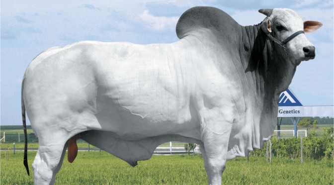 Recomendações importantes para a escolha dos touros – SEMADESC