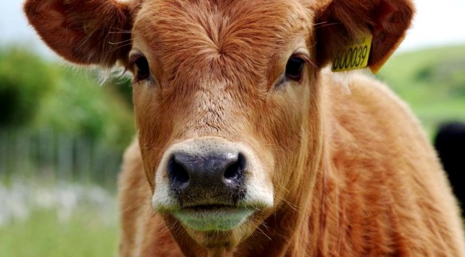 Boi “gourmet” gera mais lucro a pecuaristas pelo Brasil – SEMADESC