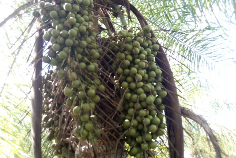 Governo firma acordo de cooperação técnica e científica para viabilizar ...